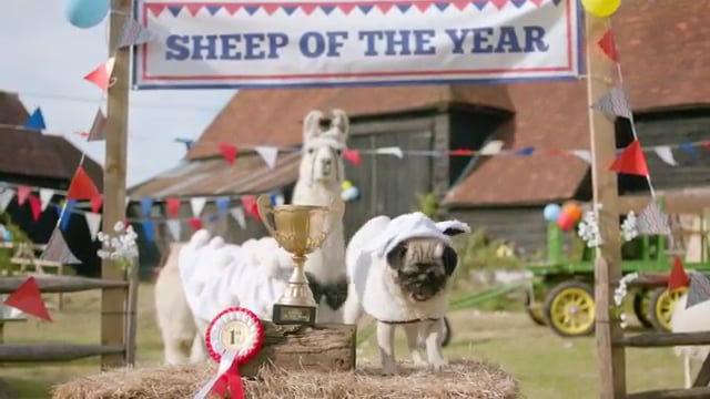Sheep of the Year Awards - A-Z Animals