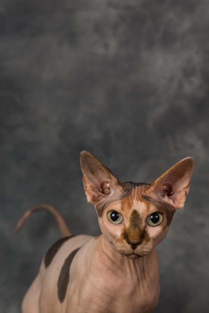 Sphynx Cat 2 - A-Z Animals