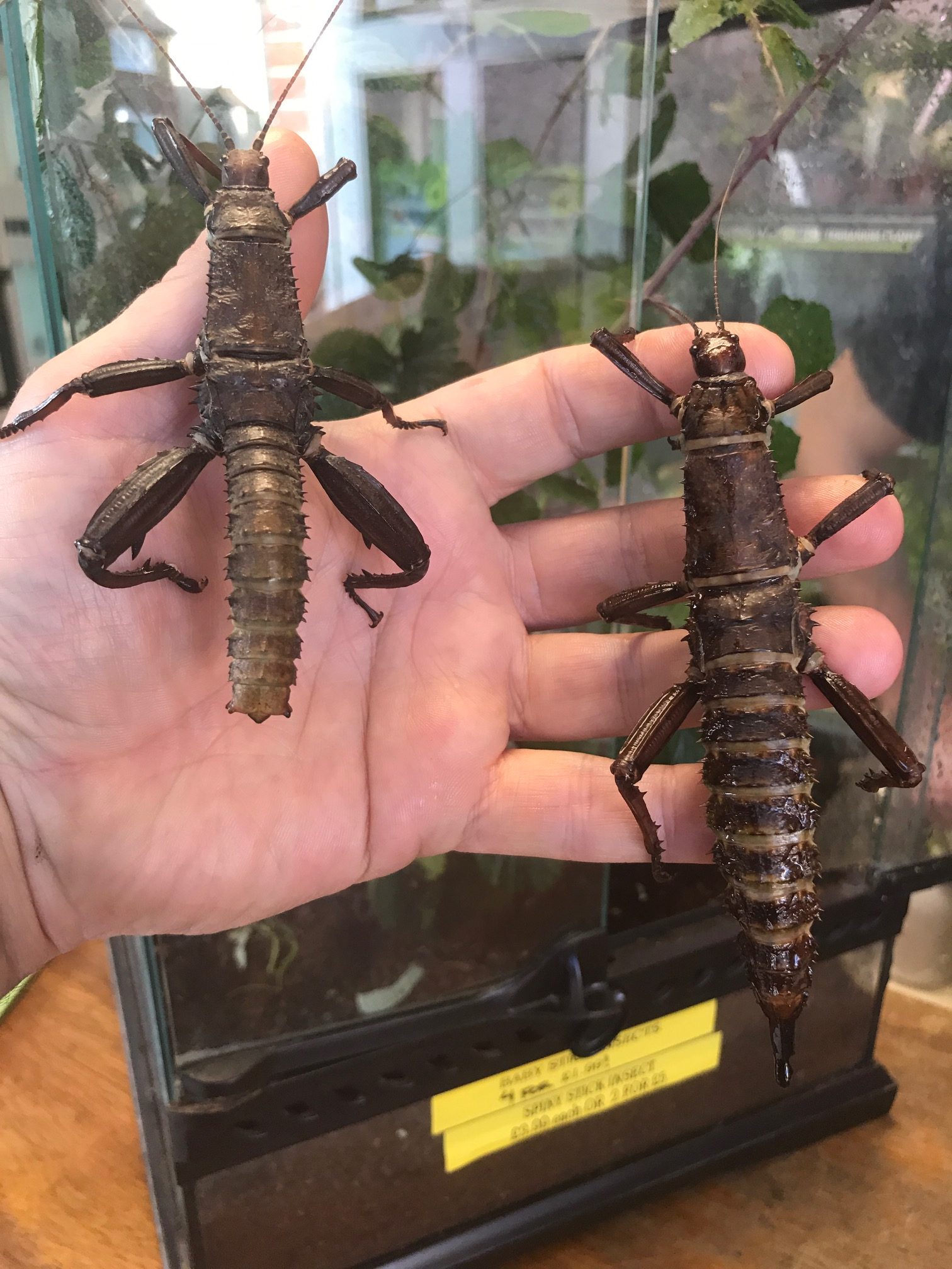 Stick Insect - A-Z Animals