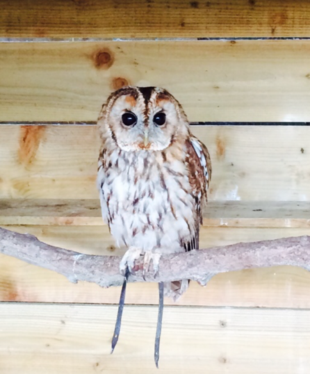 Tawny Owl - A-Z Animals