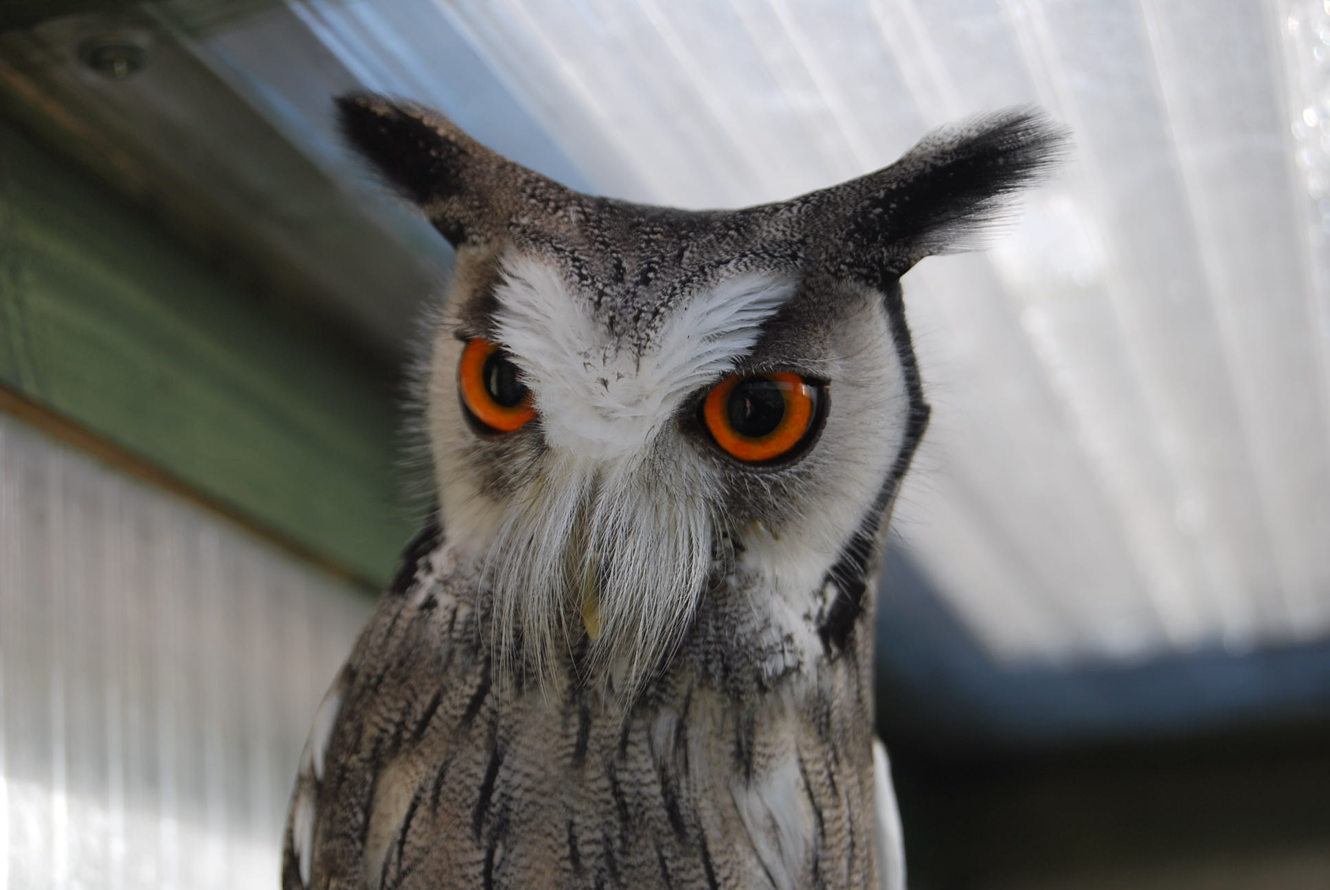 White Faced Scops Owl - A-Z Animals