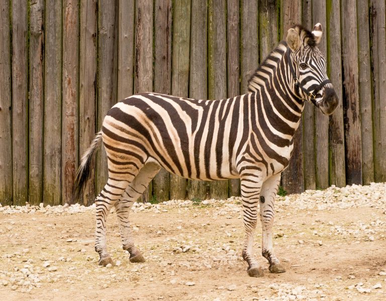 Zebra - A-Z Animals