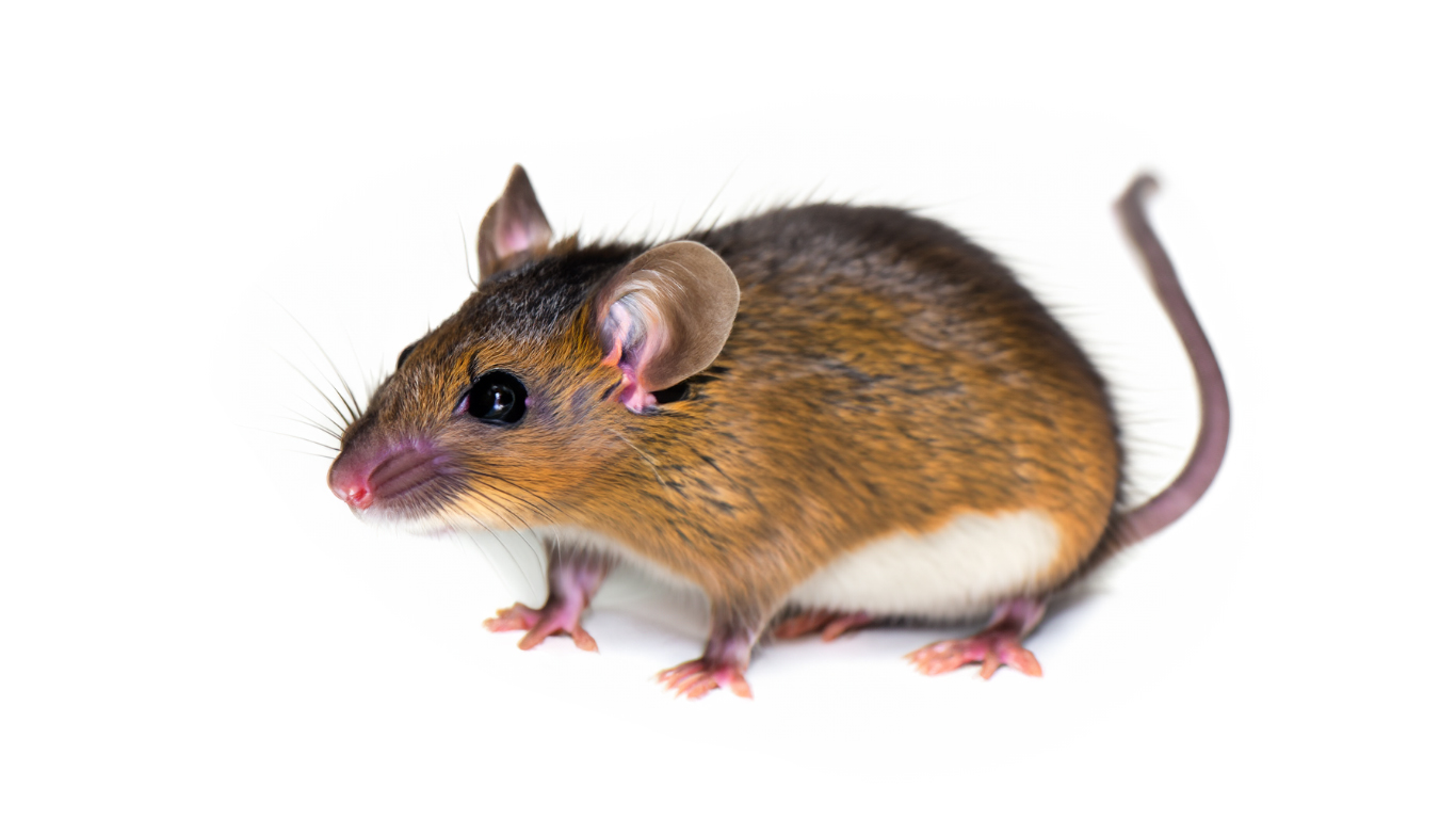 Rent Mice and Rats for Advertising, Filming, Photography and Events - A ...